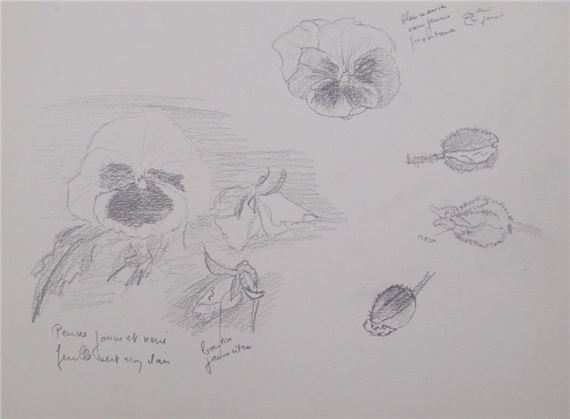 Lily Masson | Sketch of a flower | MutualArt