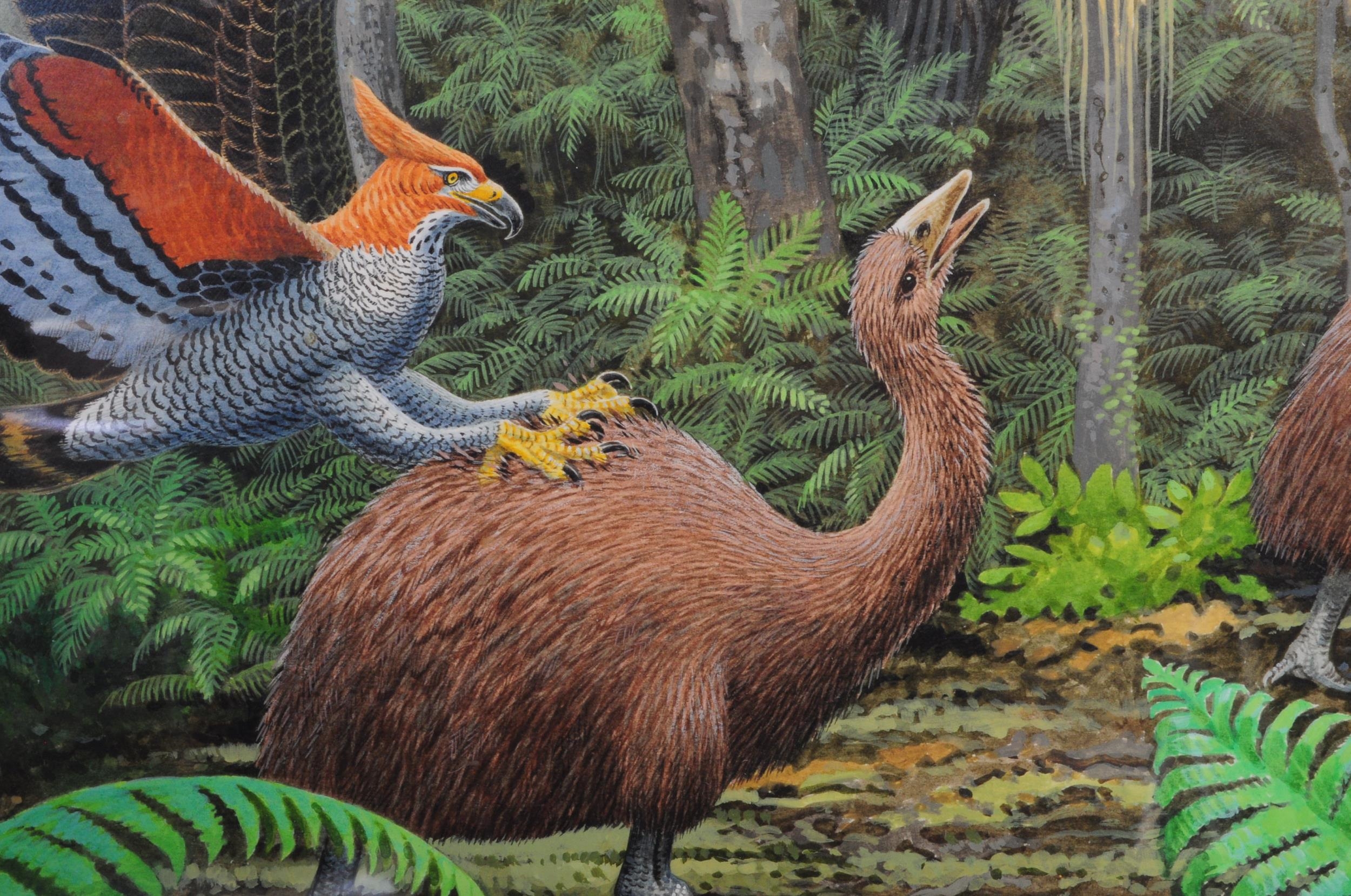 Robert Gillmor | LAND OF THE KIWI | MutualArt