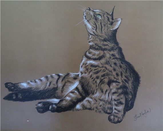 Stuart Maxwell Armfield | Tabby Cat | MutualArt