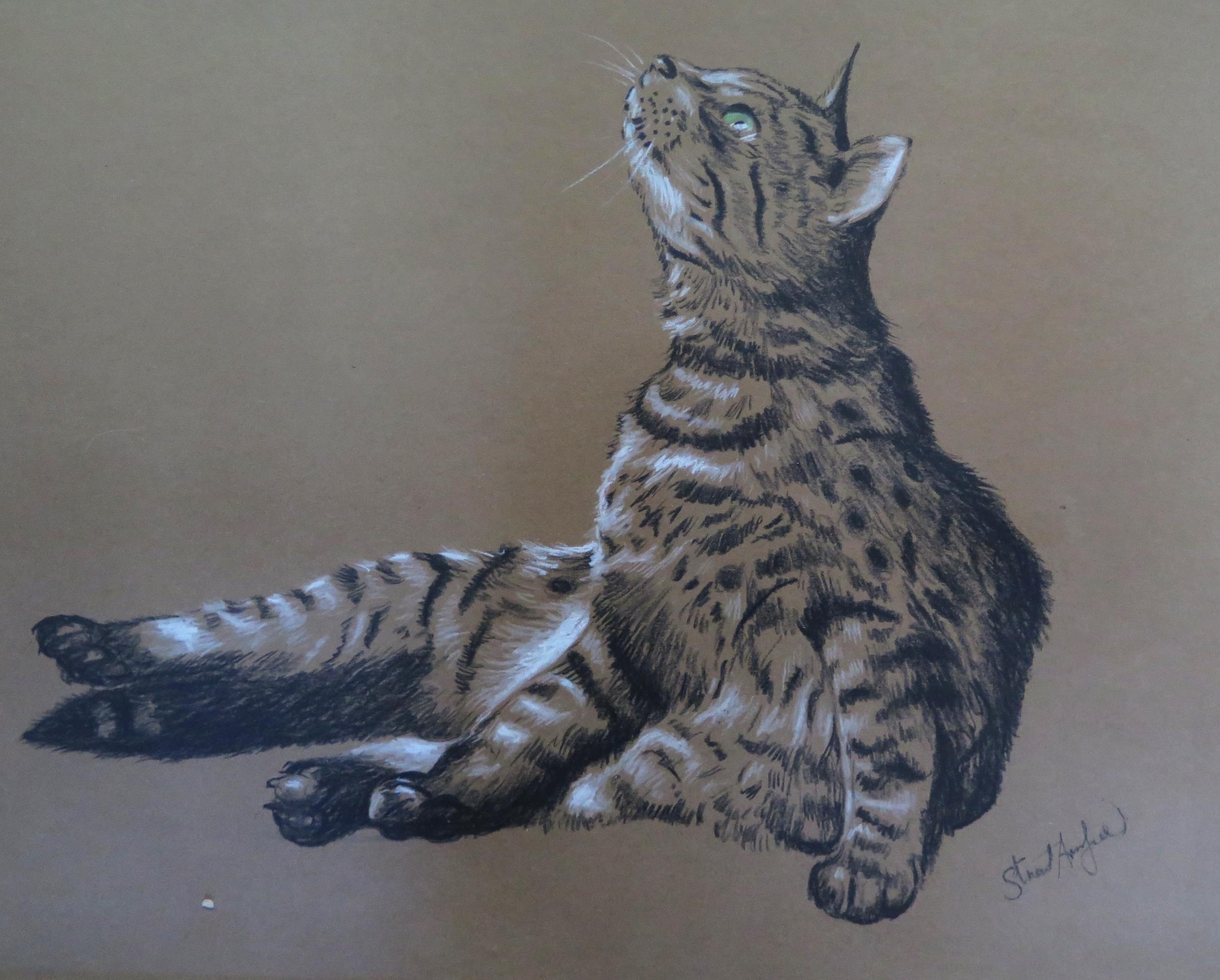 Stuart Maxwell Armfield | Tabby Cat | MutualArt