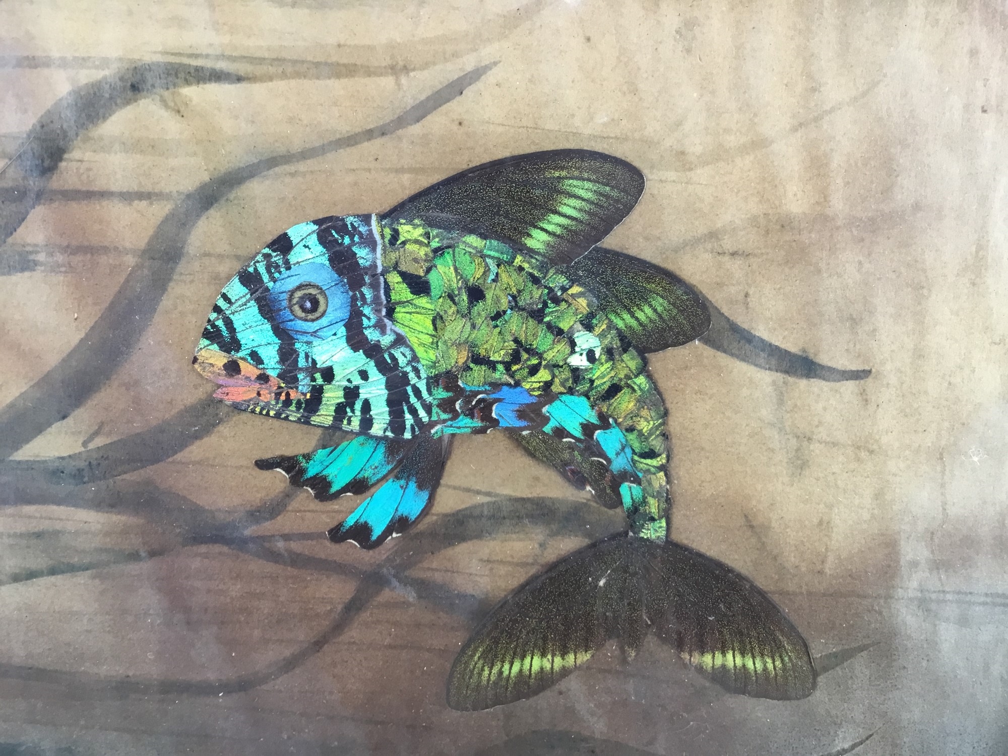 Spaj Atkinson | Butterfly Wing picture of a goldfish, signed bottom ...