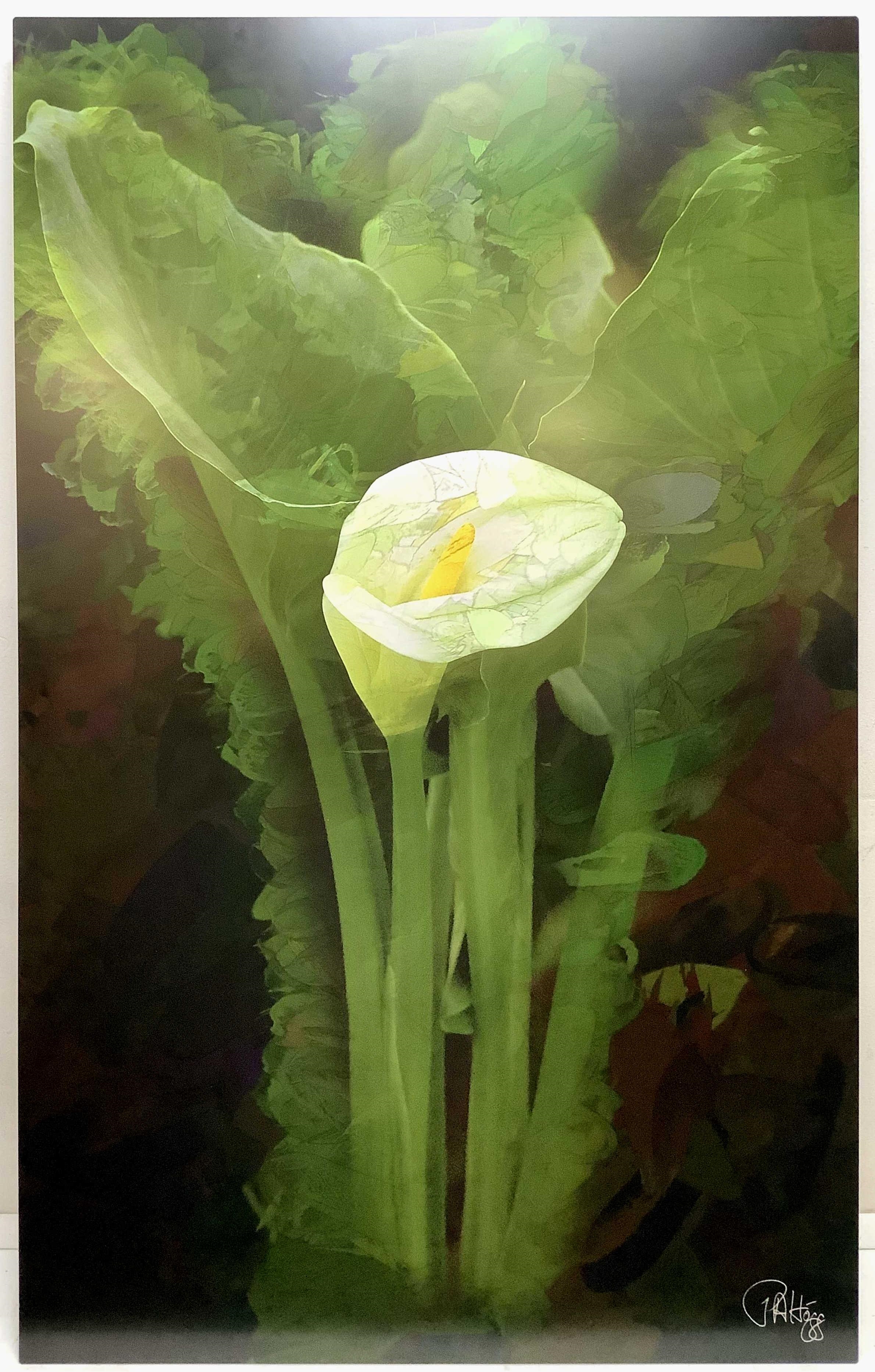 Peter Hogg | Peter Hogg Floral Lilly Photograph | MutualArt