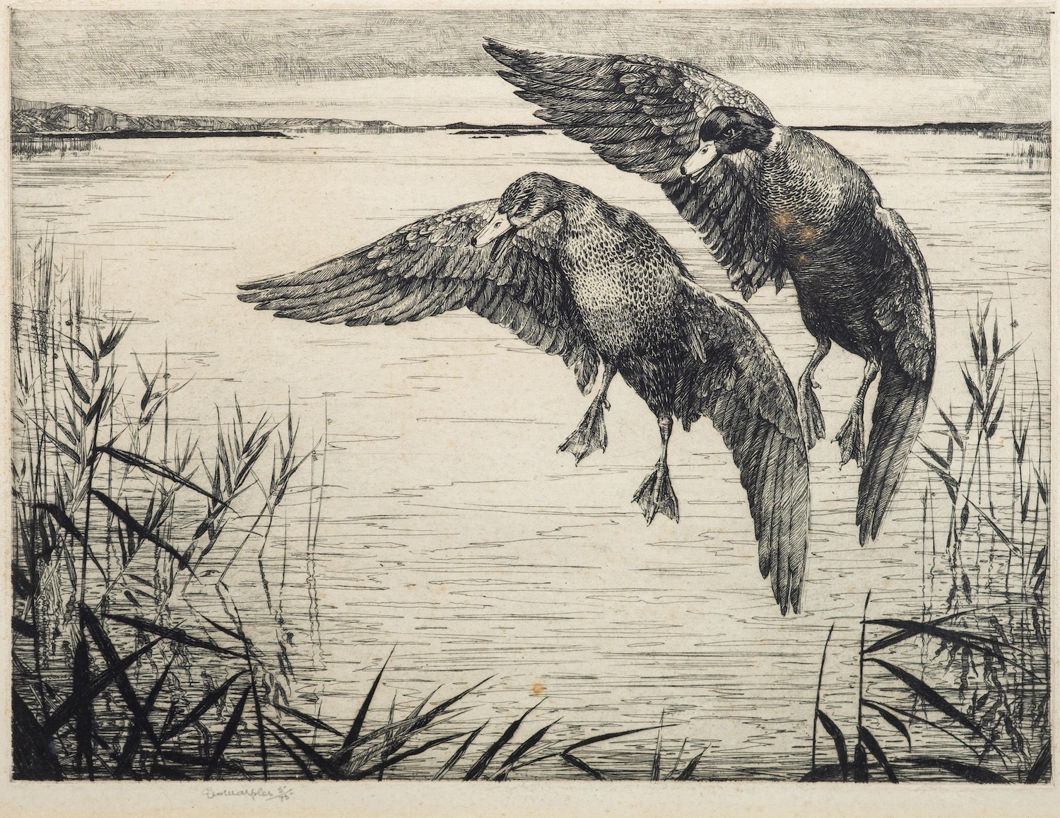 Winifred Austen | 1964) Snipe and Ducks Two drypoint etchings 26 x 21 ...