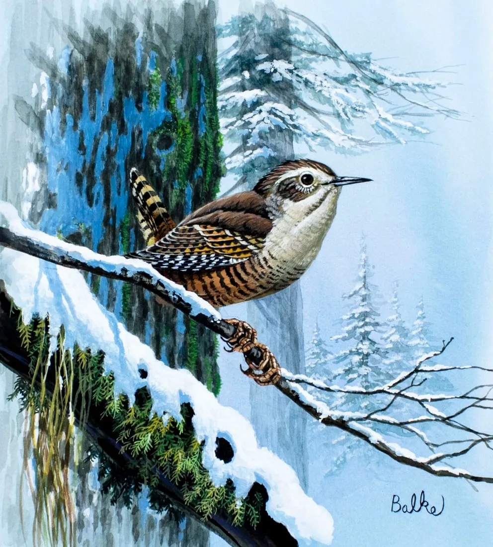 Don Balke | Winter Wren Bird (2000) | MutualArt