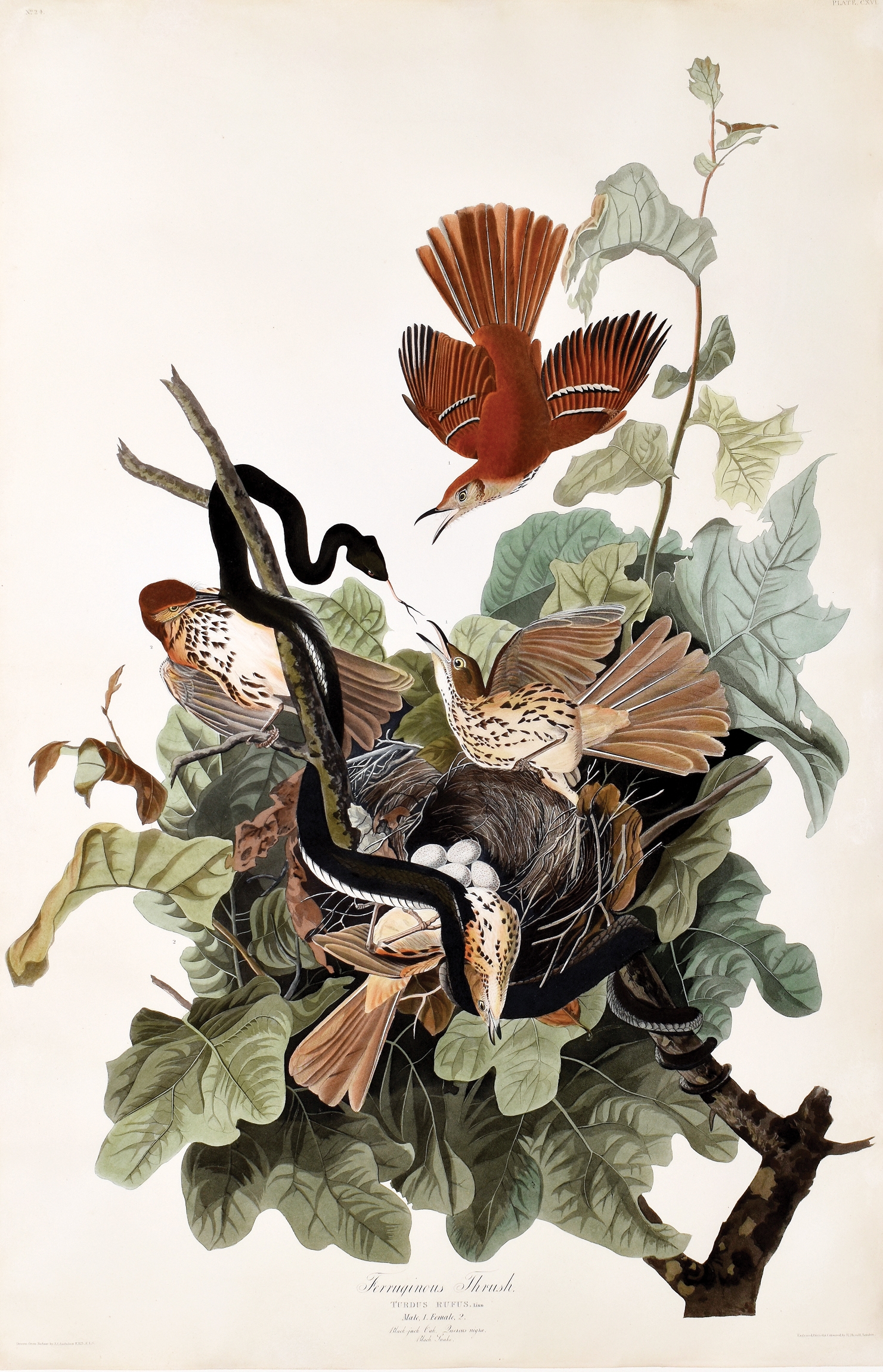 John James Audubon | Ferruginous Thrush, Plate 116 | MutualArt