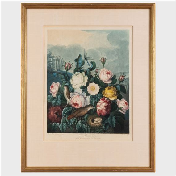 Robert John‏ Thornton | Roses (1805) | MutualArt