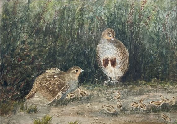 Mary Dawson Elwell | Pair of Partridge and Chicks | MutualArt