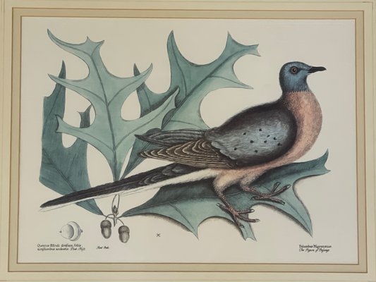 Mark Catesby | After Mark Catesby. Pigeon Engraving. | MutualArt