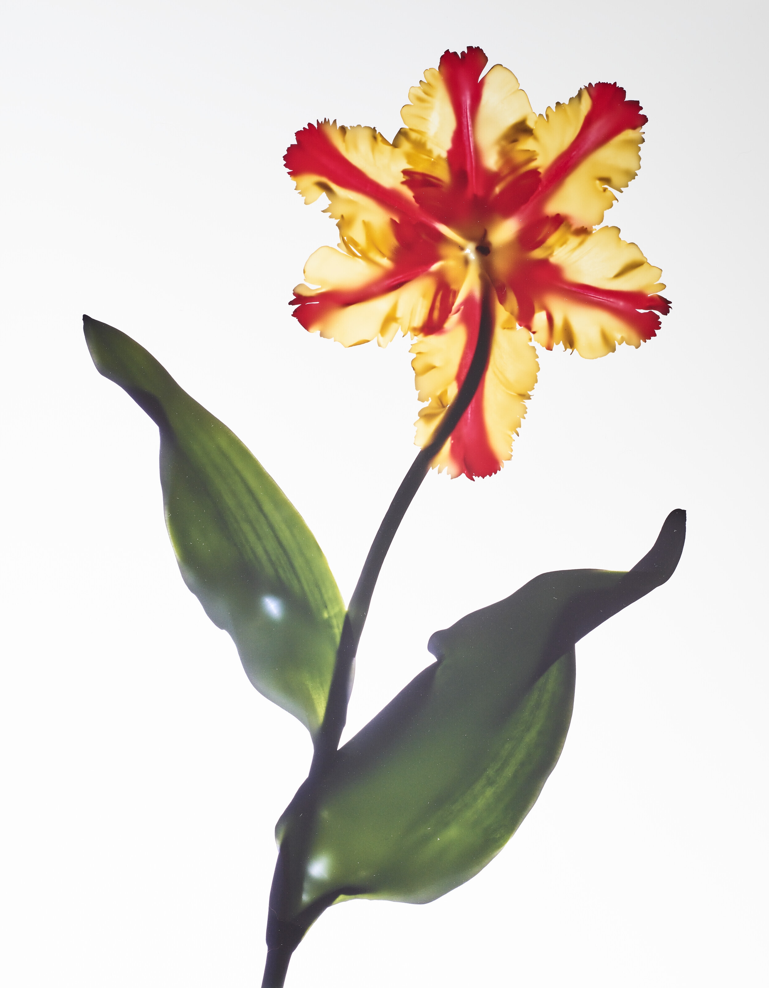 Adam Fuss | Untitled (Sunflower) (1992) | MutualArt