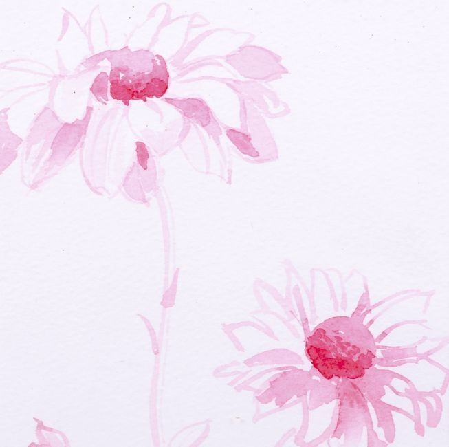 Costas Mikellides | Maguerite Daisy | MutualArt