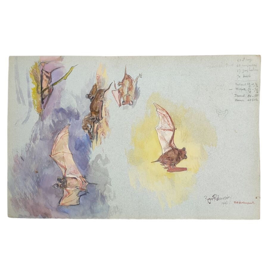 Roger Reboussin | Chauve-souris à Fort Archambault (Tchad) (1948 ...