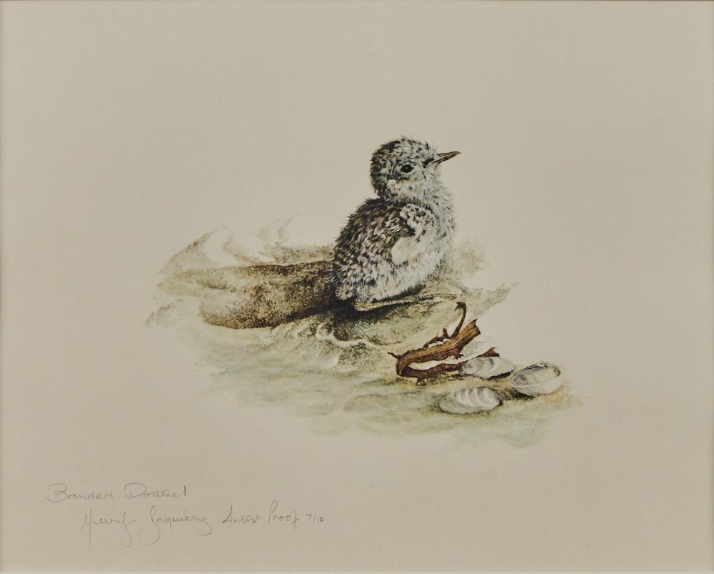 Merrilyn Jaquiery | Banded Dotterel | MutualArt