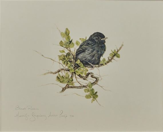 Merrilyn Jaquiery | Black Robin | MutualArt