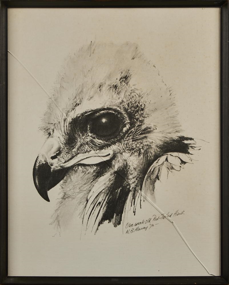 Bruce Harvey | One week old Red-Tailed Hawk (1970) | MutualArt