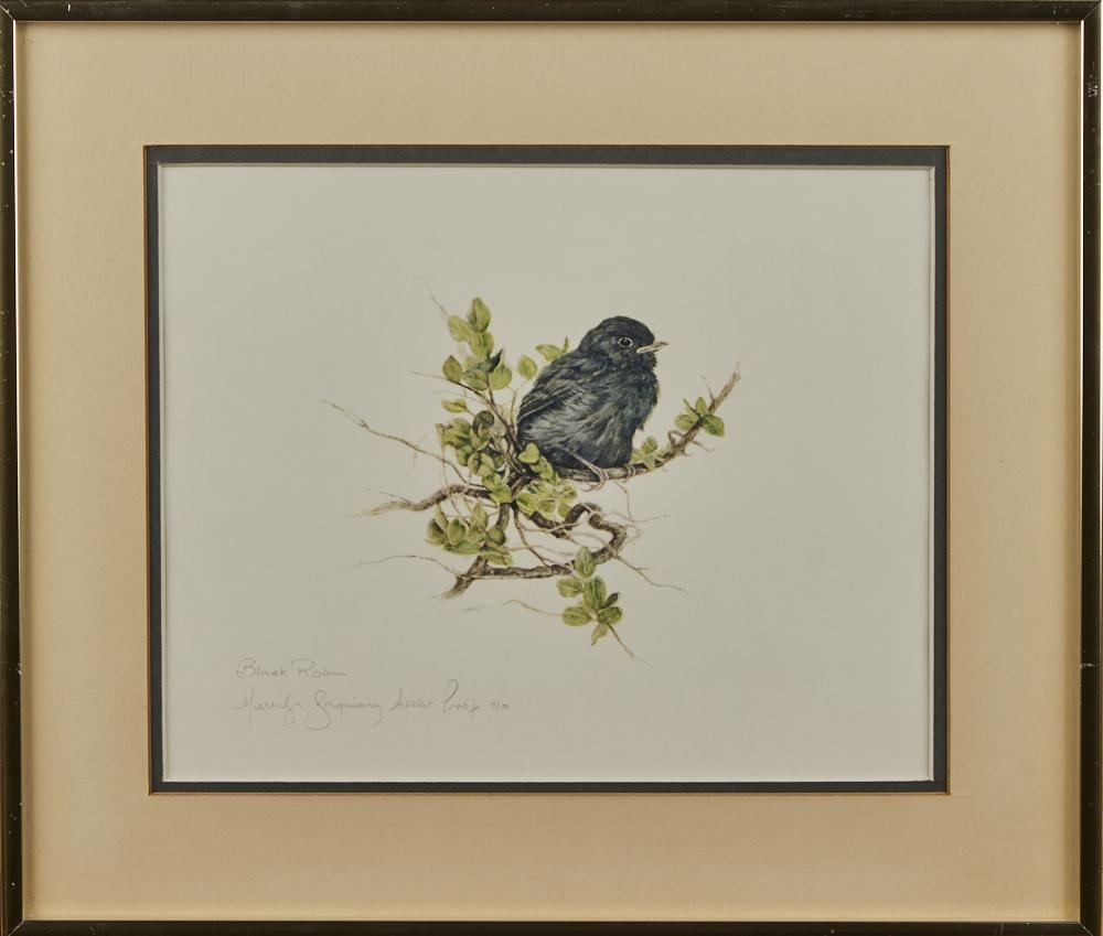 Merrilyn Jaquiery | Black Robin | MutualArt