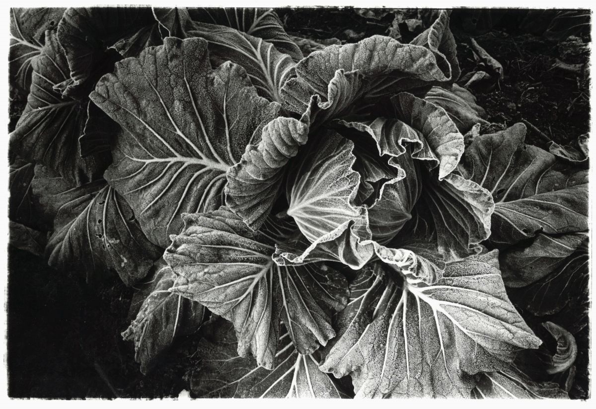 Daido Moriyama | Moriyama, Daidō (1938) | MutualArt