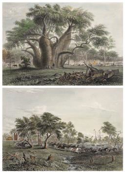 Thomas Baines | Boab Tree and Stampede of Pack Horses, NT (Augustus ...