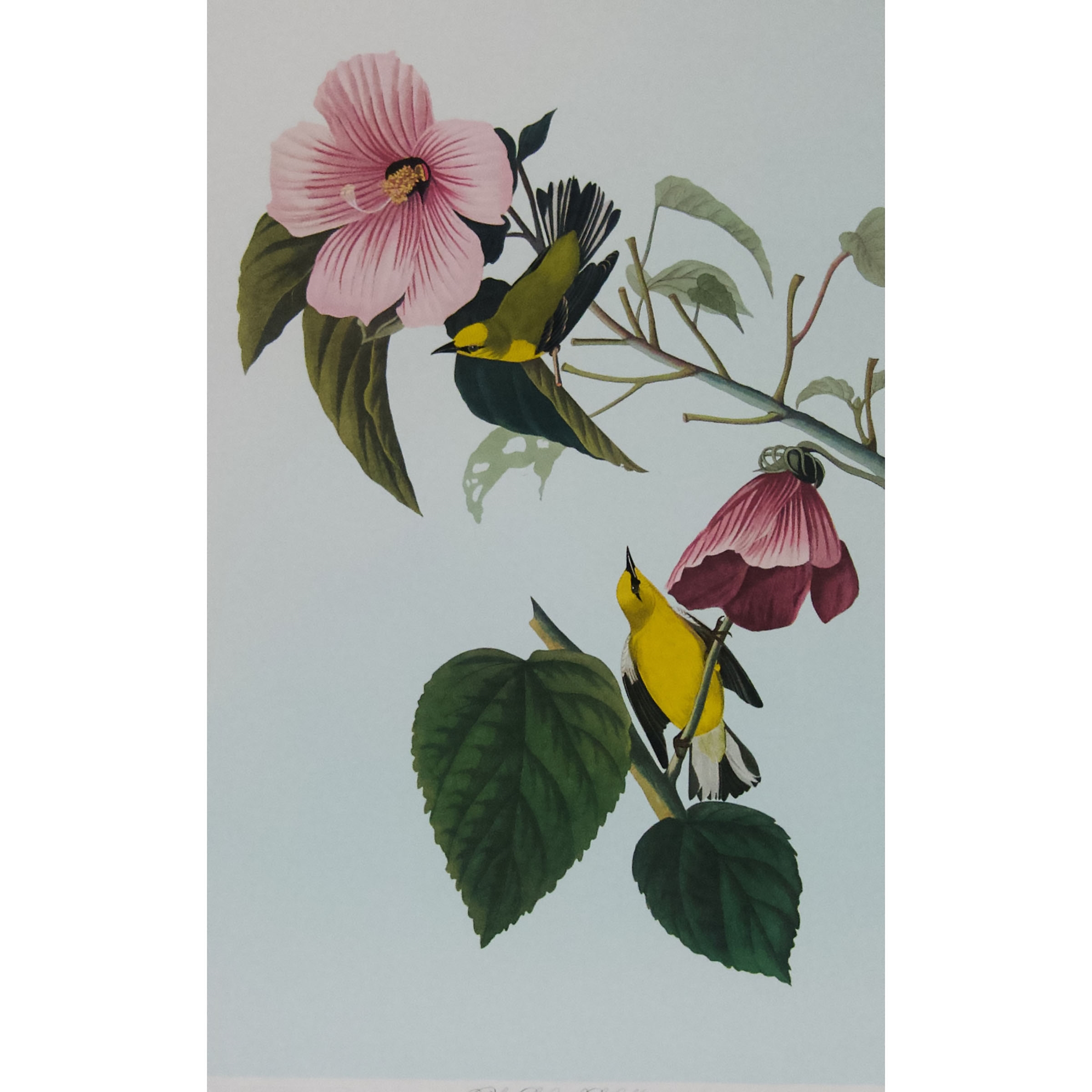 Murphy Bernard Loates | BIRDS OF AMERICA | MutualArt