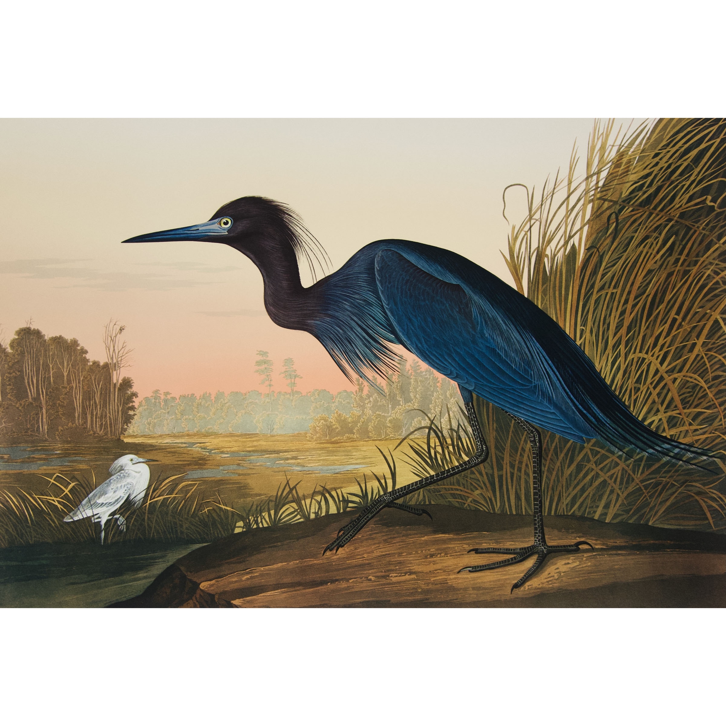 Murphy Bernard Loates | BIRDS OF AMERICA | MutualArt