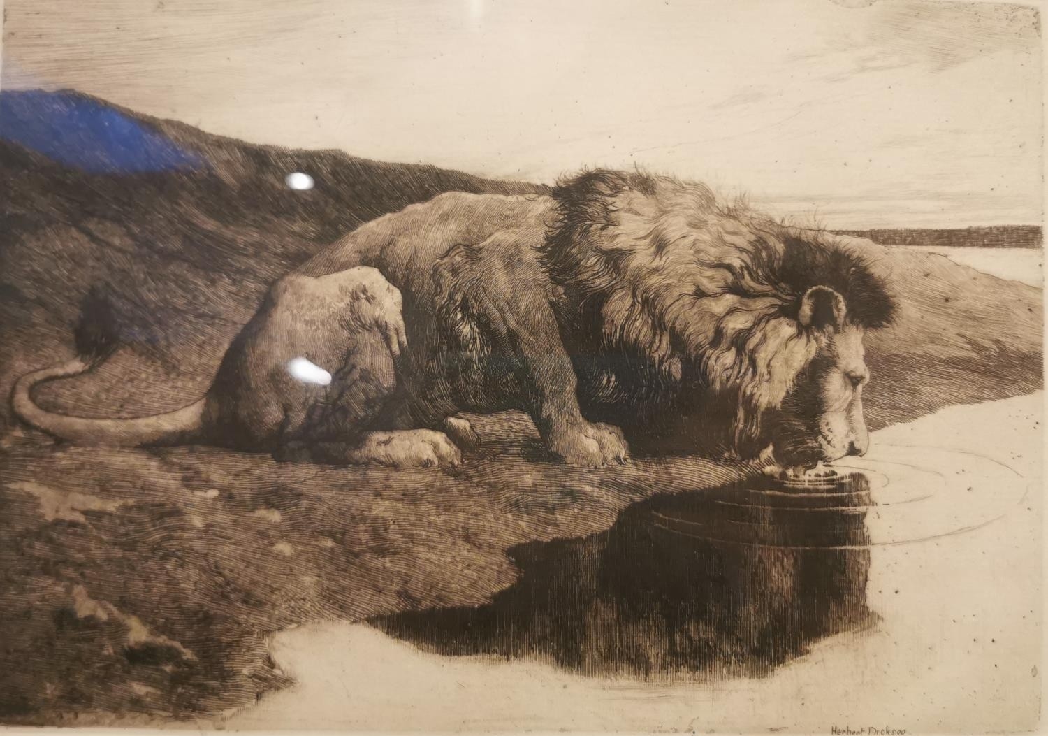 Herbert Thomas Dicksee | etching of a male lion drinking at the river's ...