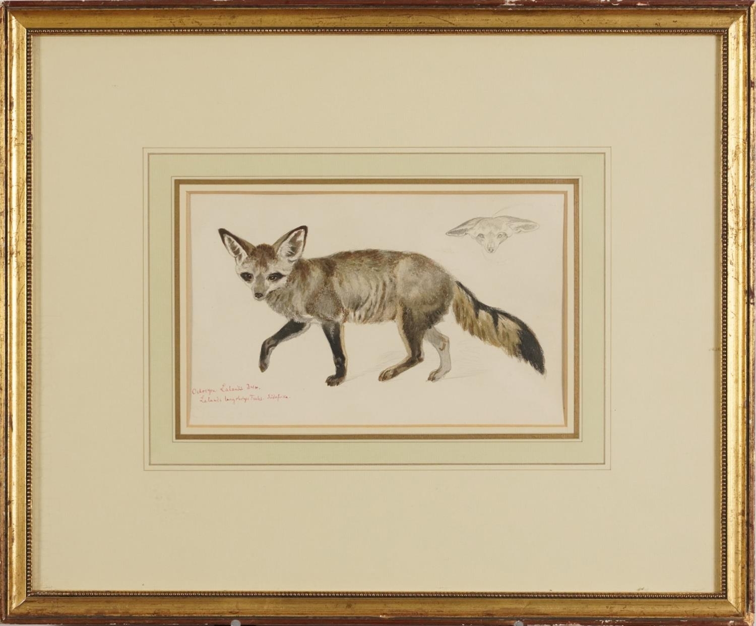 Richard Fuchs | Bat Eared Fox | MutualArt