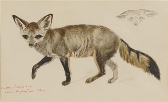 Richard Fuchs | Bat Eared Fox | MutualArt