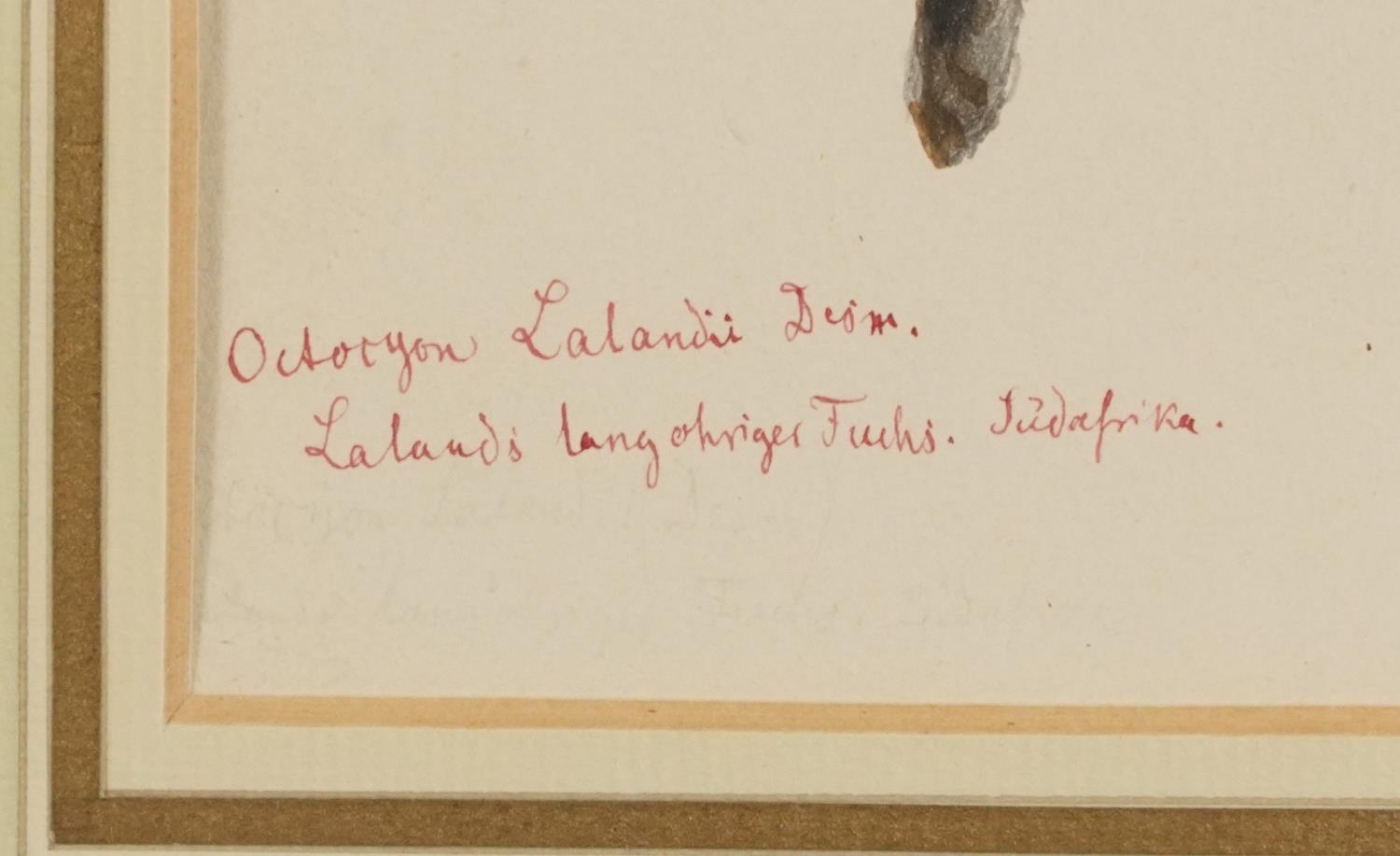 Richard Fuchs | Bat Eared Fox | MutualArt