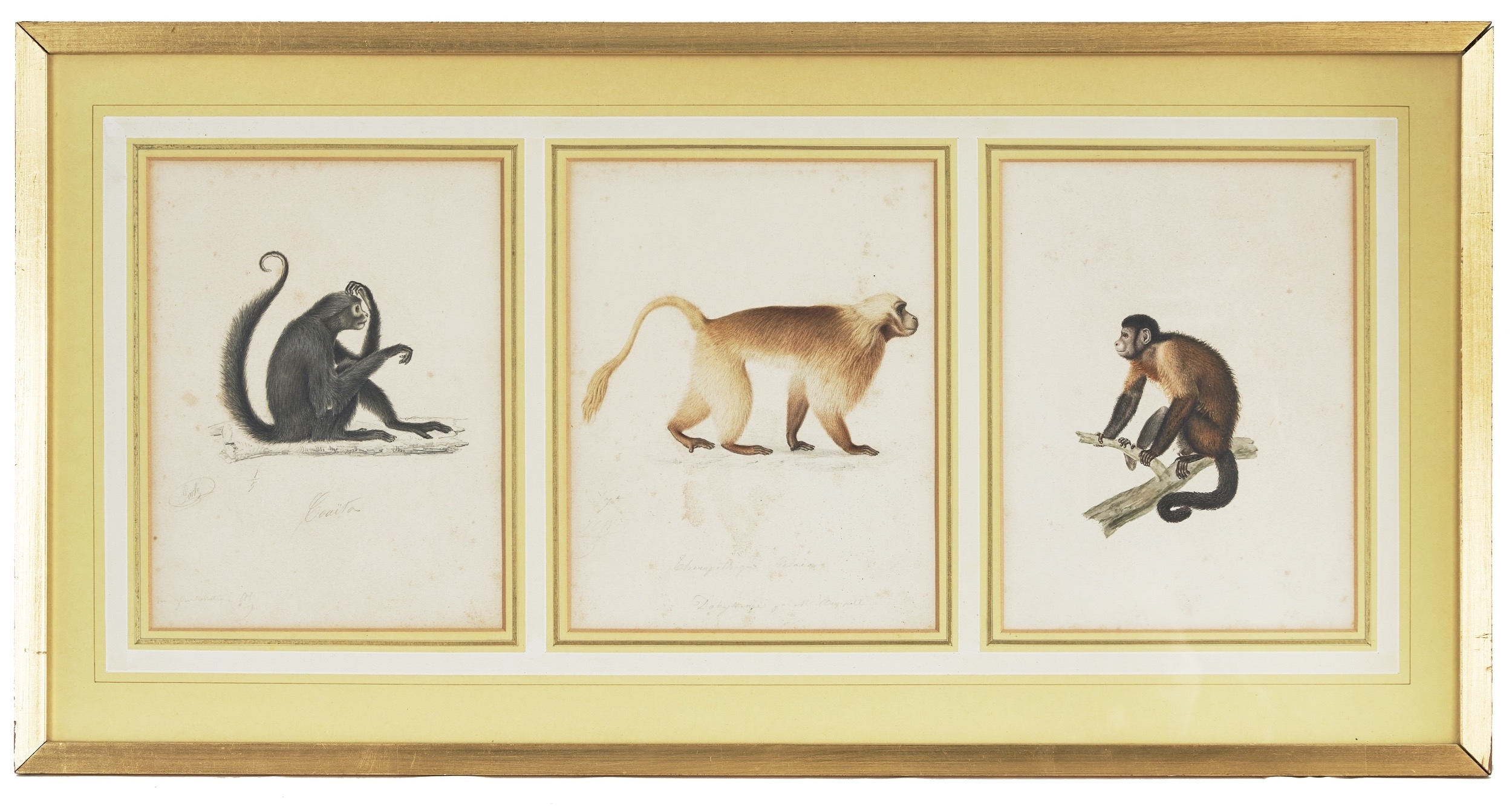 Jean-Baptiste Audebert | A group of six watercolour studies of monkeys ...