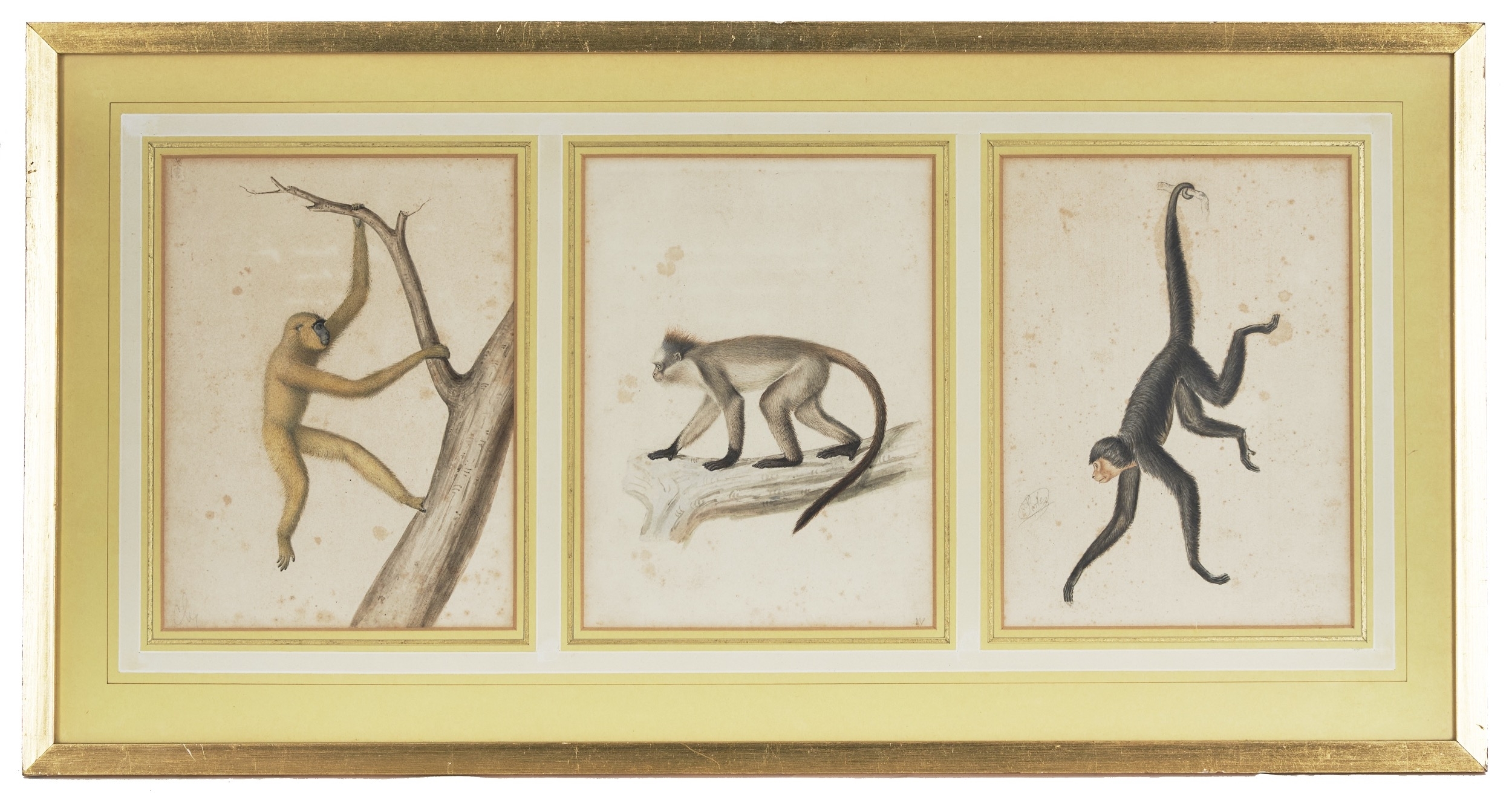 Jean-Baptiste Audebert | A group of six watercolour studies of monkeys ...