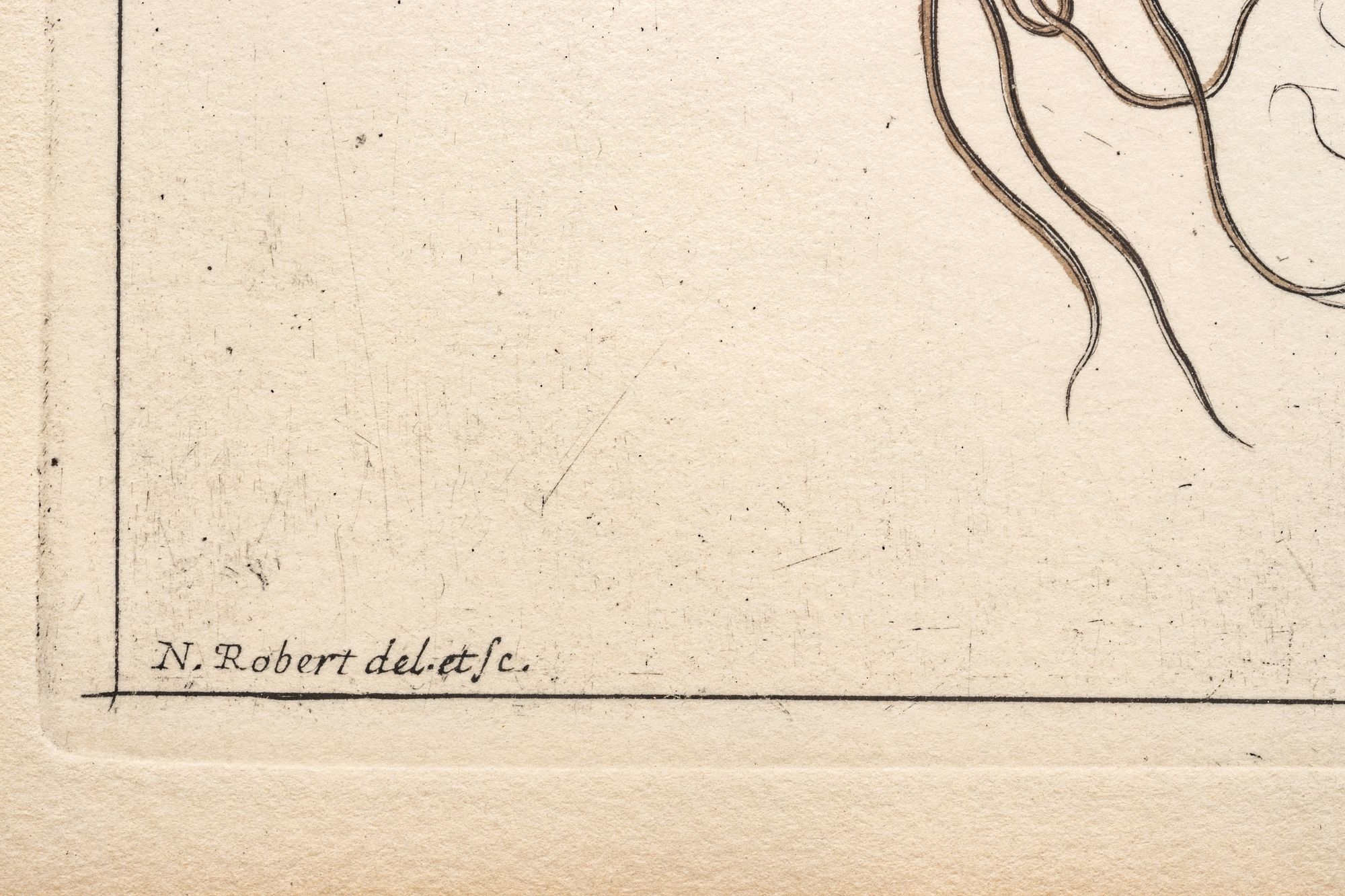 Nicolas Robert | Helleborus Niger Officinarum | MutualArt