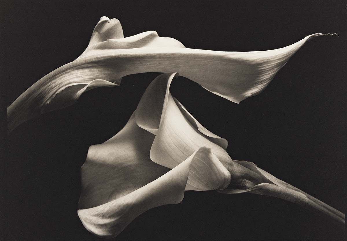 Kenro Izu | Still Life | MutualArt