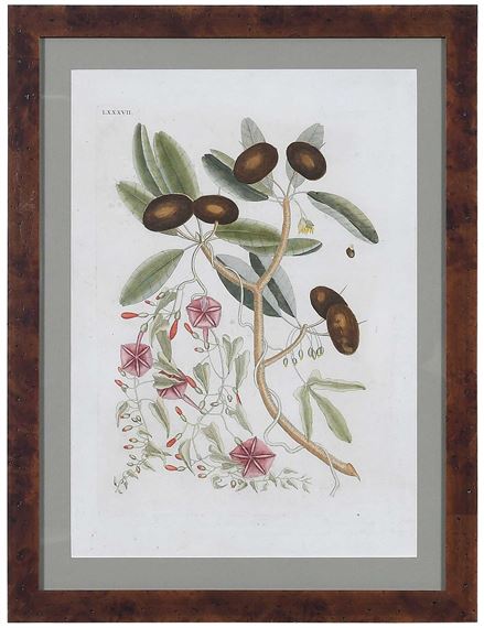 Mark Catesby | Mark Catesby - Sapadillo Tree | MutualArt