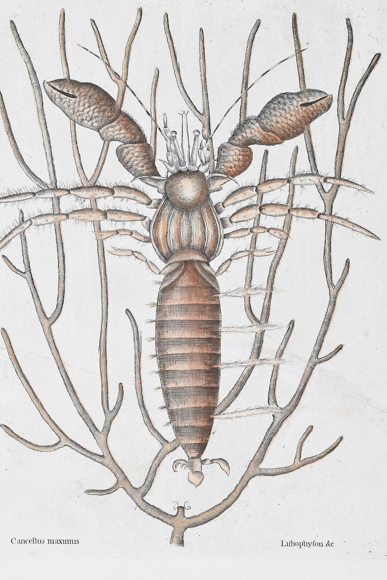 Mark Catesby | T. 34 The Sea Hermit Crab | MutualArt