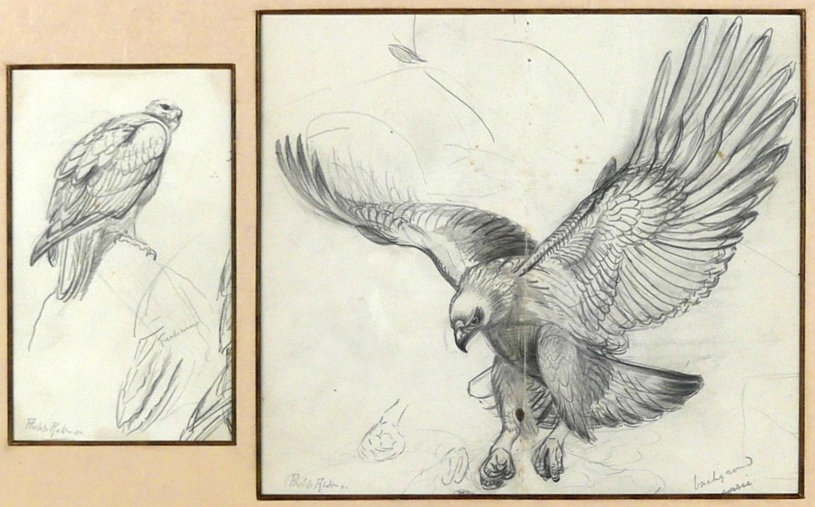 Gordon Beningfield | The Life Cycle of the British Large Blue Butterfly ...