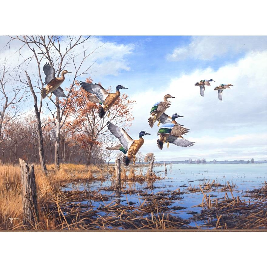 David Maass | BLUE-WINGED TEAL | MutualArt