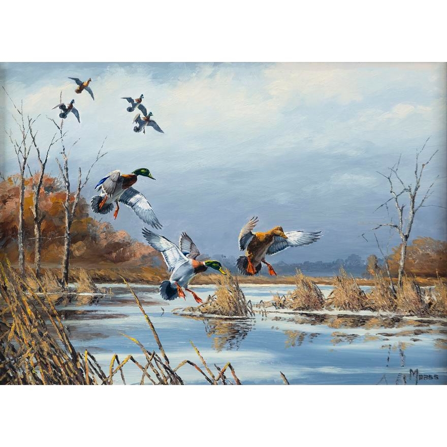 David Maass | MALLARDS | MutualArt