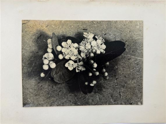 Tina Modotti | 5 Photographs by Tina Modotti | MutualArt