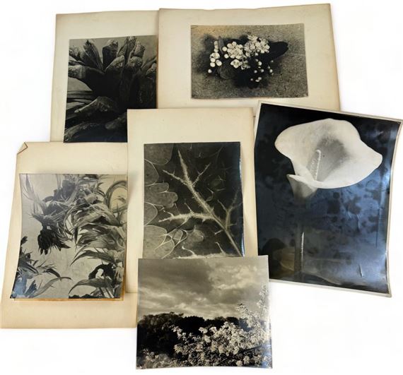 Tina Modotti | 5 Photographs by Tina Modotti | MutualArt