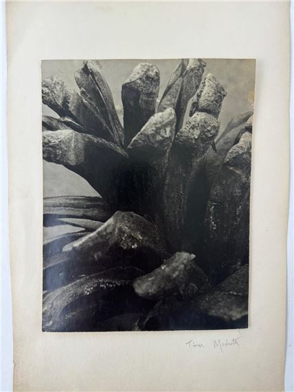 Tina Modotti | 5 Photographs by Tina Modotti | MutualArt
