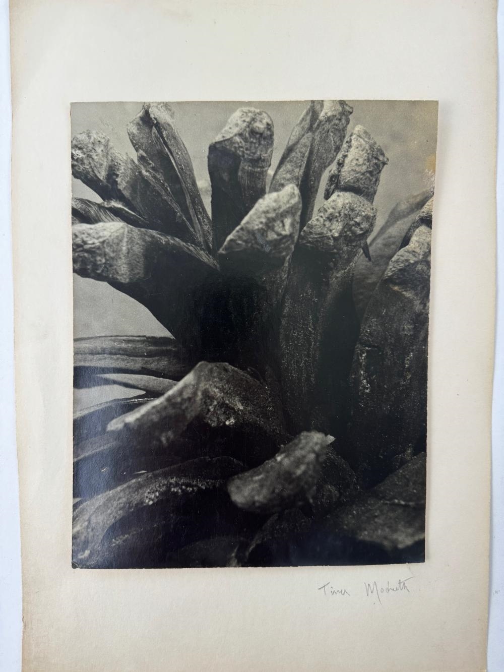 Tina Modotti | 5 Photographs by Tina Modotti | MutualArt