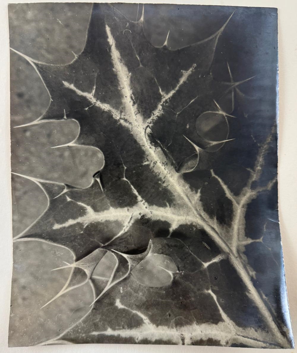 Tina Modotti | 5 Photographs by Tina Modotti | MutualArt