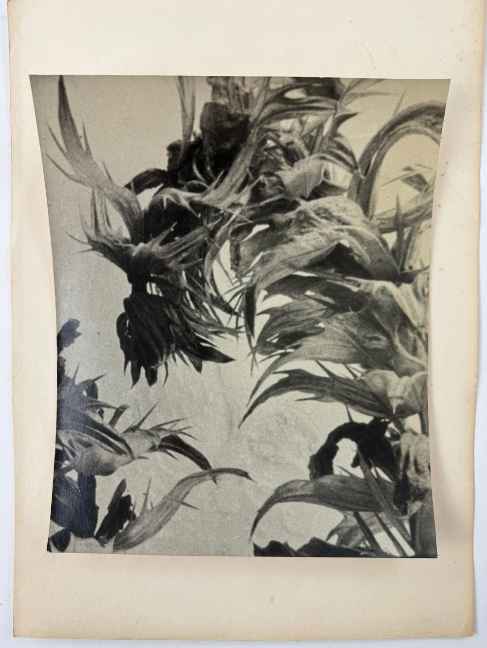 Tina Modotti | 5 Photographs by Tina Modotti | MutualArt