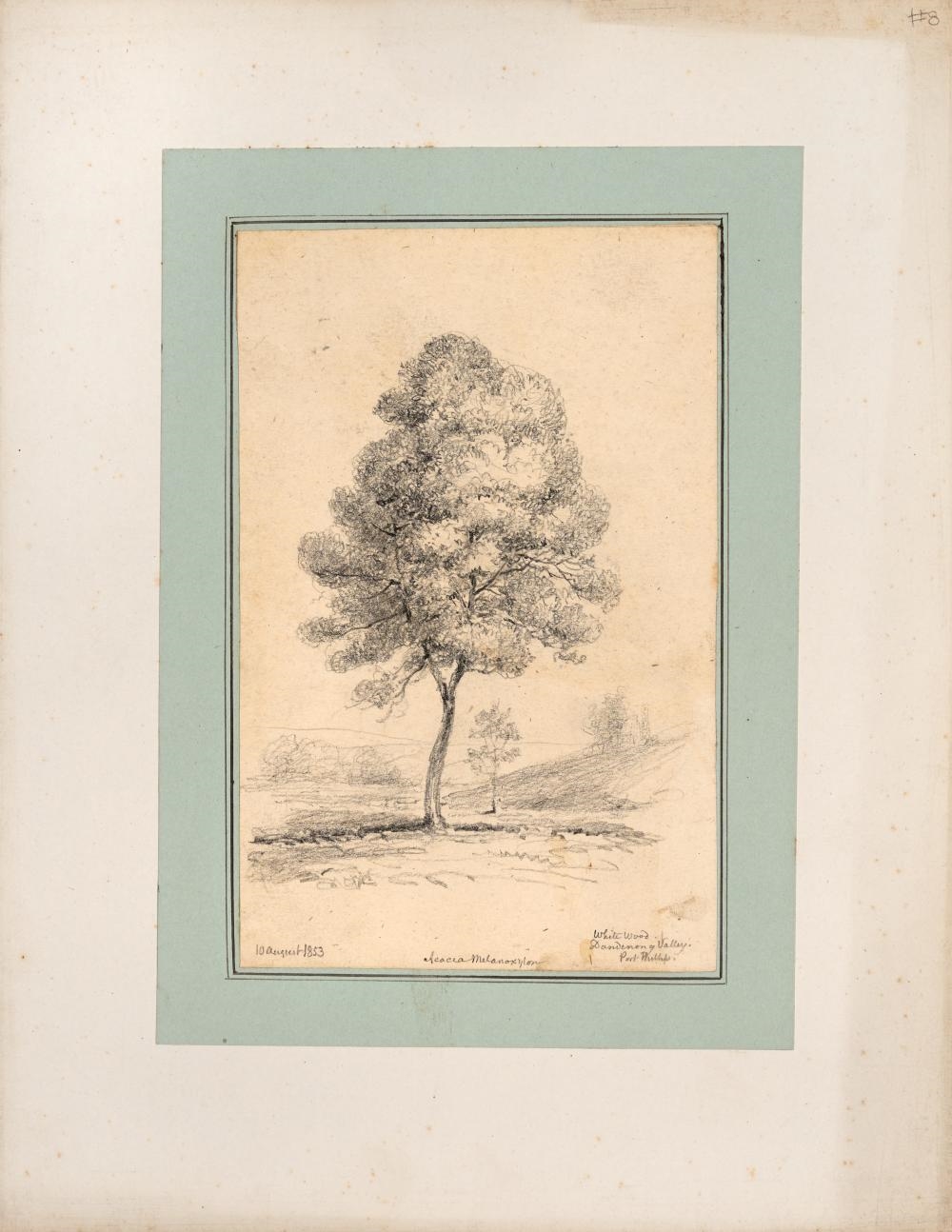 William Swainson | White Wood - Dandenong Valley, Port Phillps, 10 ...