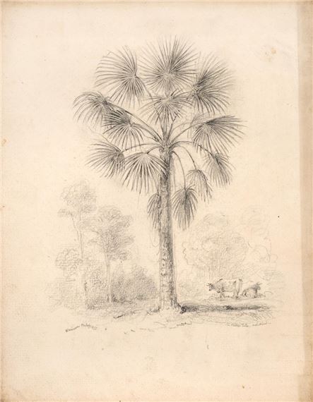William Swainson | Cabbage Palm - Ash Island, 22 July 1851 (1789 - 1855 ...