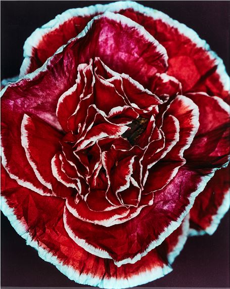 Helene Schmitz | Papaver rhoeas (2003 - 2010) | MutualArt