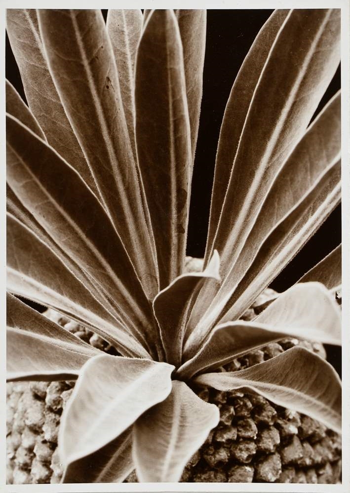 Albert Renger-Patzsch | Plant study: Euphorbia bupleurifolia | MutualArt