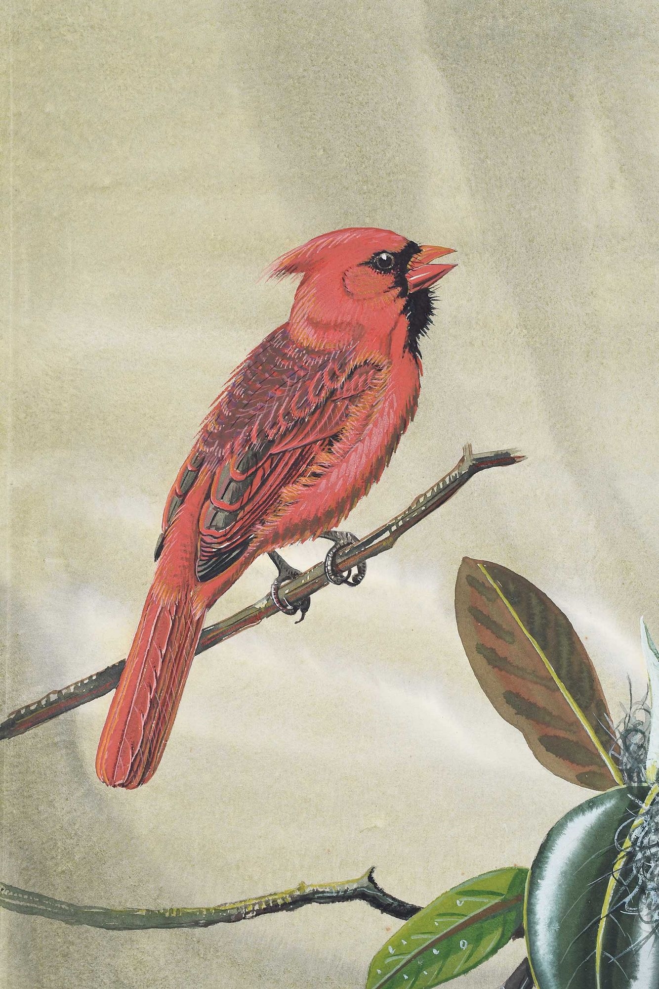 Edward von Siebold Dingle | Two works: Cardinal and Magnolia | MutualArt