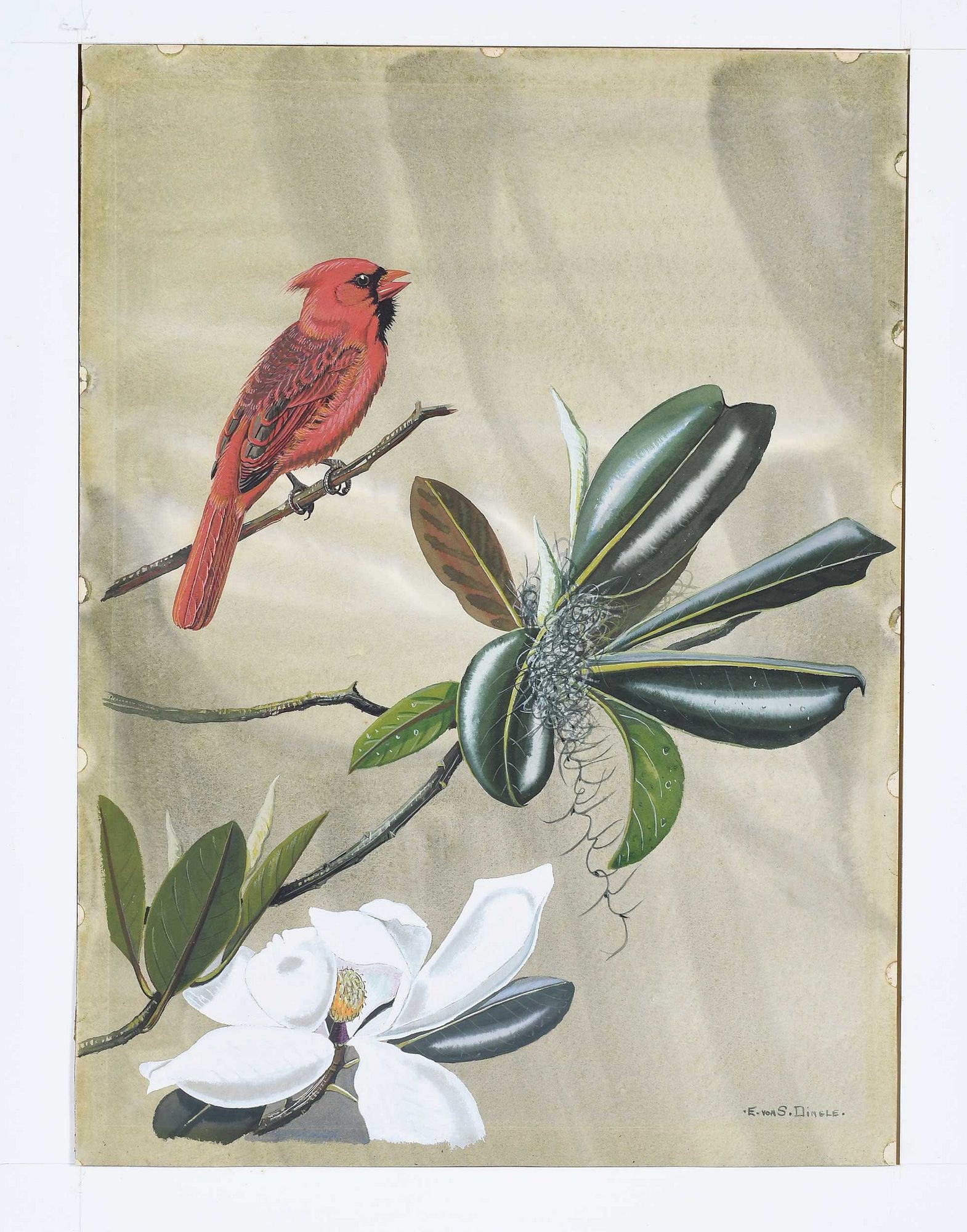 Edward von Siebold Dingle | Two works: Cardinal and Magnolia | MutualArt