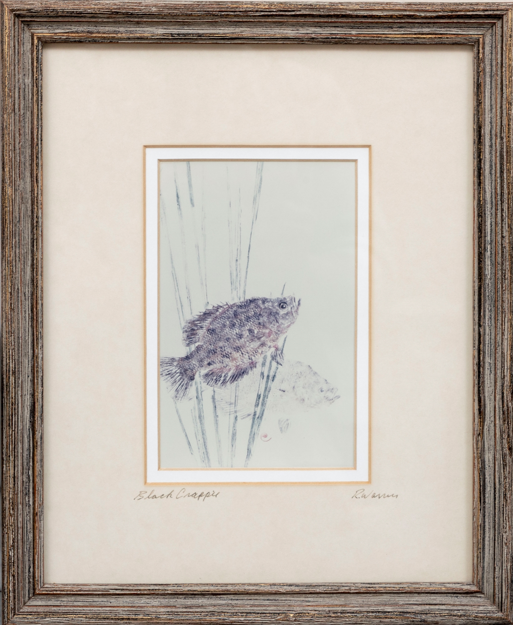 Ron Warner | Gyotaku of Black Crappie | MutualArt