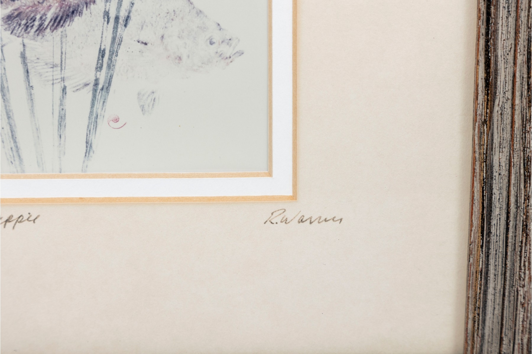 Ron Warner | Gyotaku of Black Crappie | MutualArt